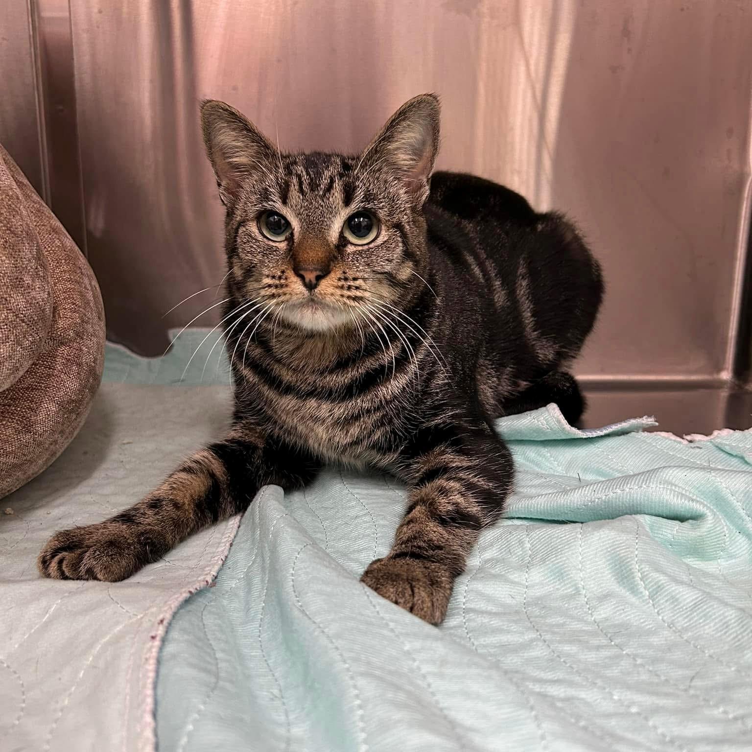 Cat for adoption - Ruby, a Domestic Short Hair Mix in Bronson, FL ...