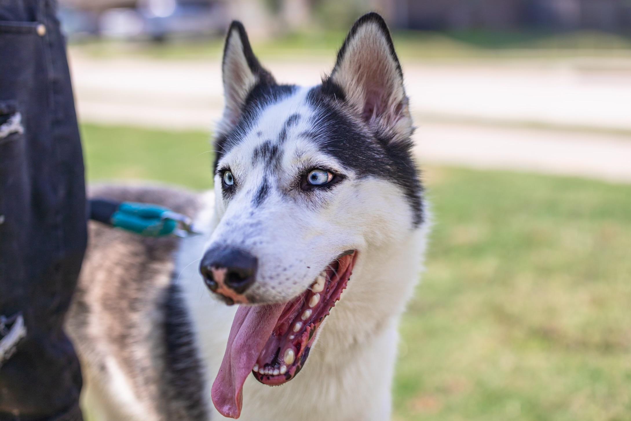 Dog for adoption - Roger, a Husky in Rochester, NY | Petfinder