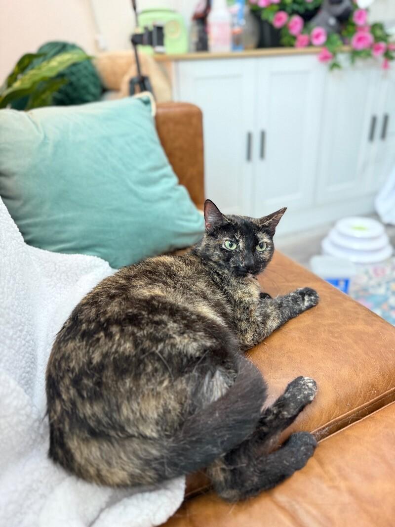 Cat for adoption - Marble Cake, a Domestic Short Hair & Tortoiseshell ...