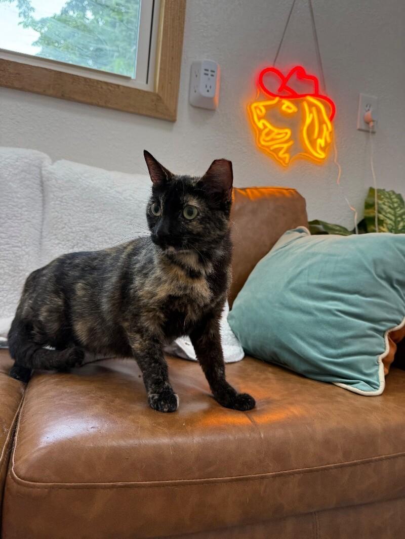 Cat for adoption - Marble Cake, a Domestic Short Hair & Tortoiseshell ...