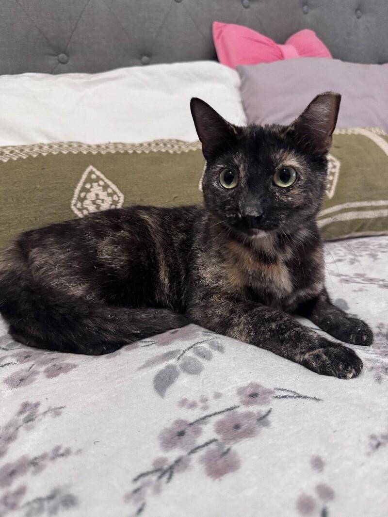 Cat for adoption - Marble Cake, a Domestic Short Hair & Tortoiseshell ...