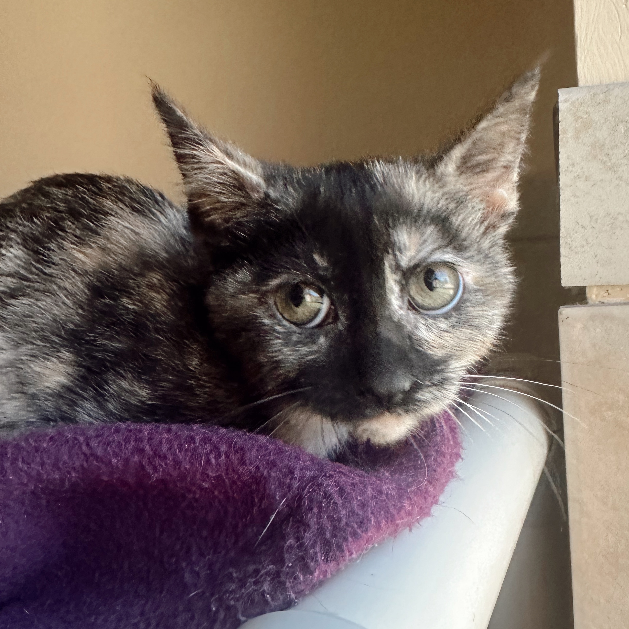 Cat for adoption - Carmelo, a Domestic Short Hair in Plymouth, MA ...