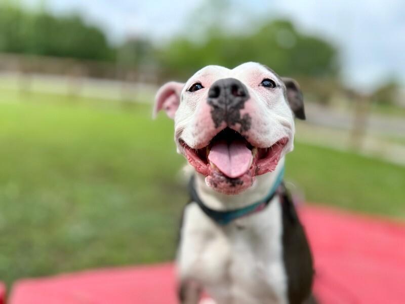 Dog for adoption - Adele all smiles, a Pit Bull Terrier & American ...