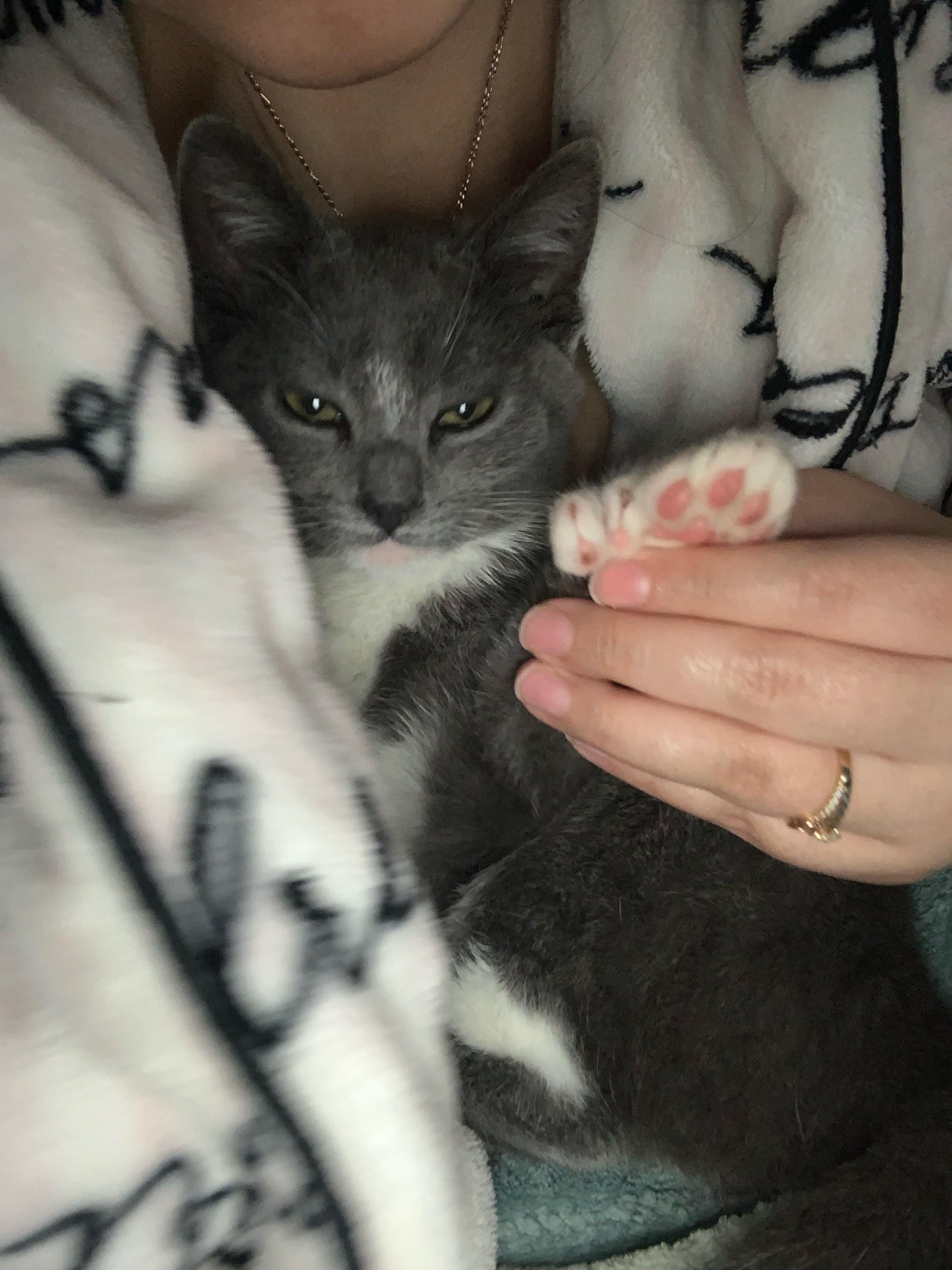 Cat for adoption - Tulip Toes, an Extra-Toes Cat / Hemingway Polydactyl ...