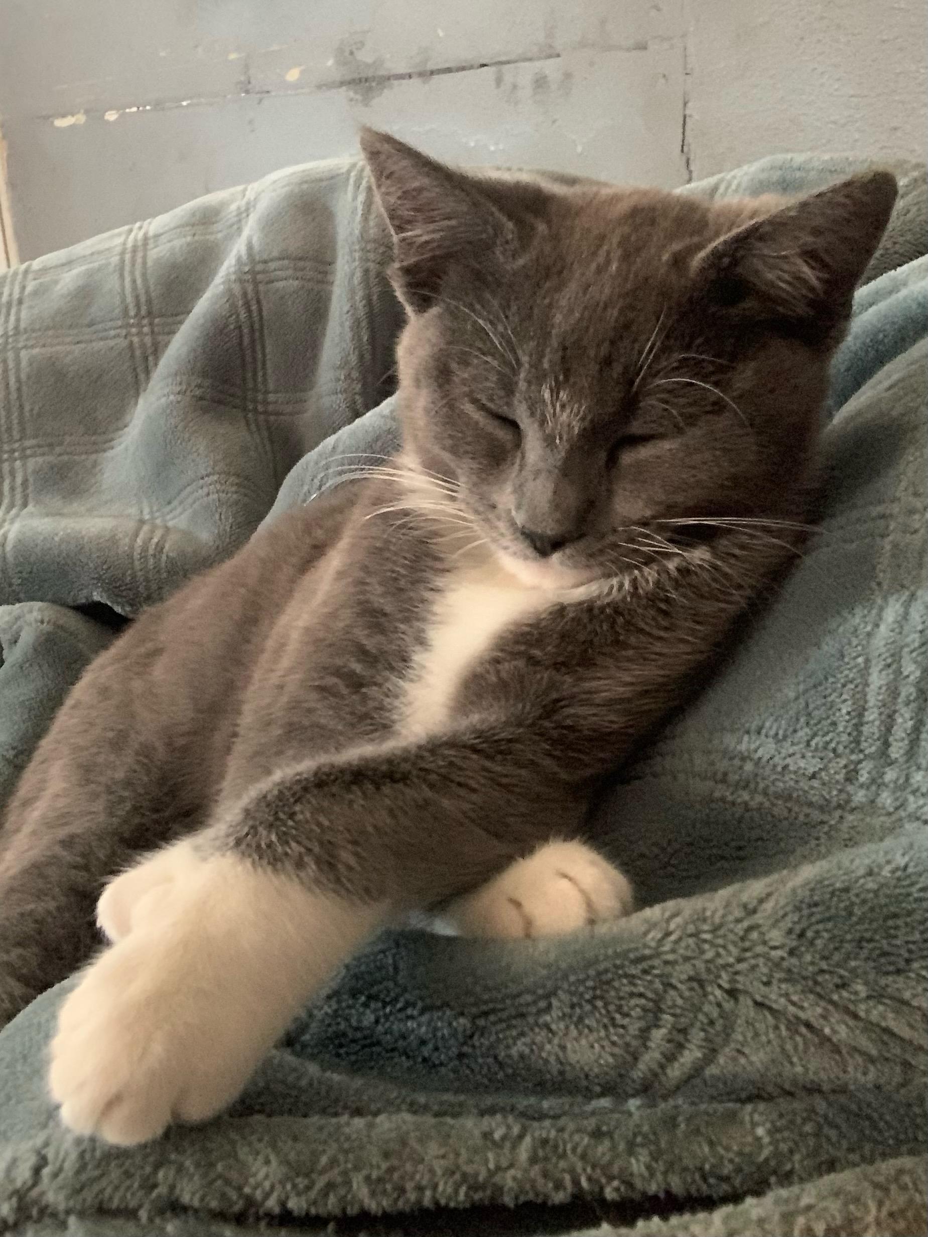 Cat for adoption - Tulip Toes, an Extra-Toes Cat / Hemingway Polydactyl ...