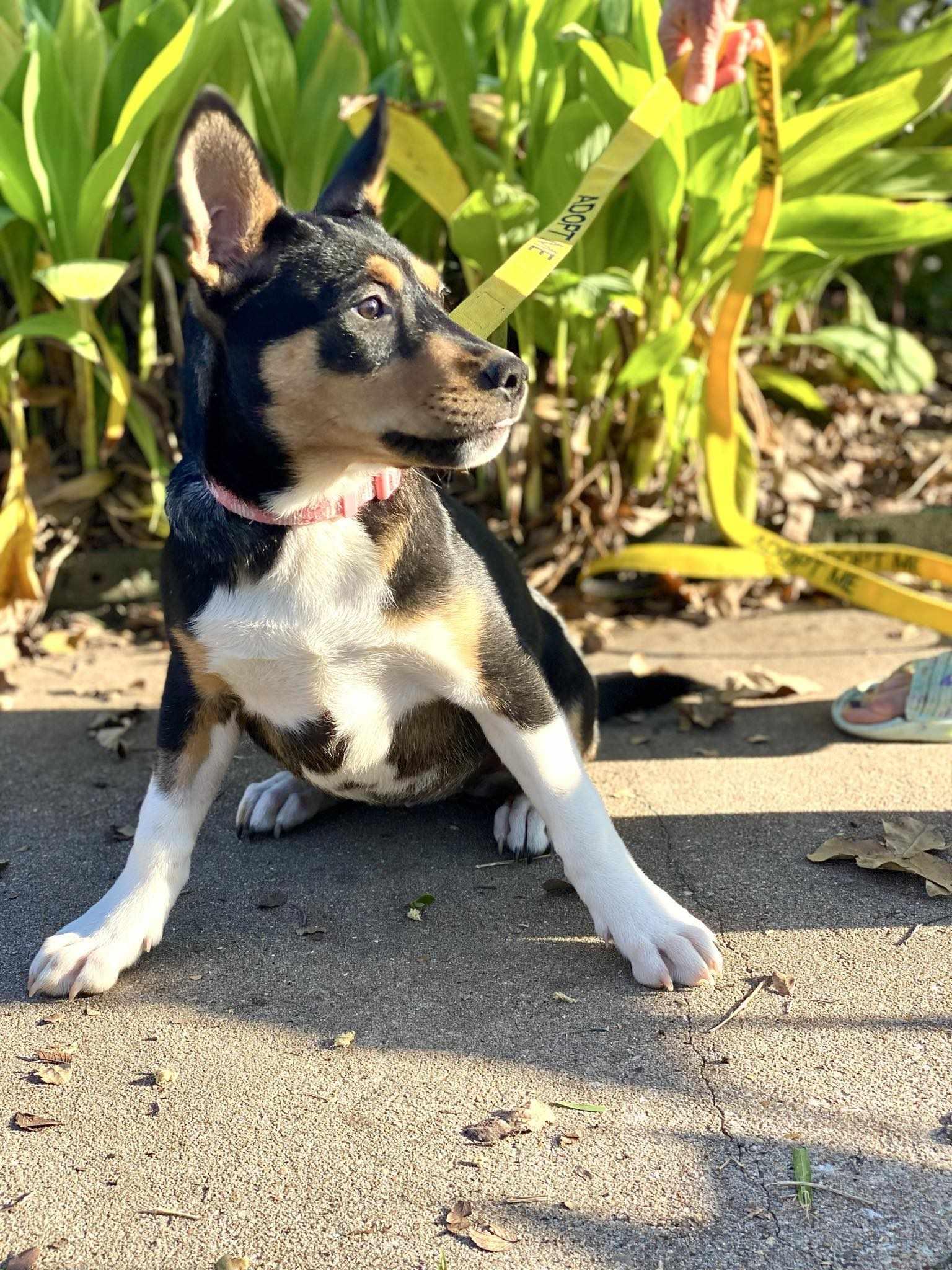 Dog for adoption - Creme De Cassis, a Husky & Shepherd Mix in Orlando ...