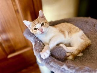 Cat for adoption - Rooibos, a Domestic Short Hair in Bentonville, AR ...