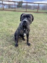 Dog for adoption - Diesel, a Cane Corso in Penn Yan, NY | Petfinder