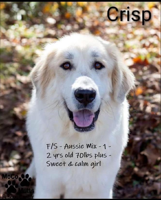 Dog for adoption - Crisp, an Australian Shepherd & Great Pyrenees Mix ...