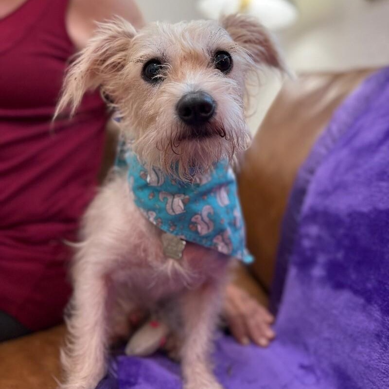 Dog for adoption - Ollie Cooper, a Border Terrier & Miniature Schnauzer ...