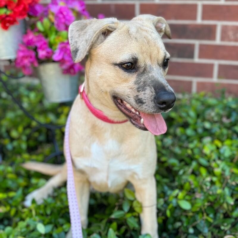 Dog for adoption - Honey Bee, an American Staffordshire Terrier & Pit ...