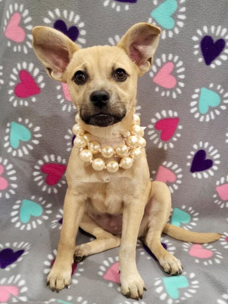 Dog for adoption - Hope the Pasadena sweetheart, a Chihuahua & Pit Bull ...