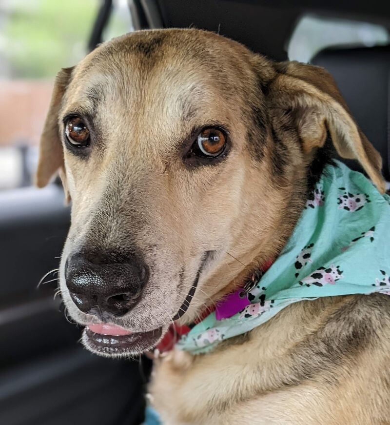 Dog for adoption - Tarzan ZANE, a Hound & Catahoula Leopard Dog Mix in ...