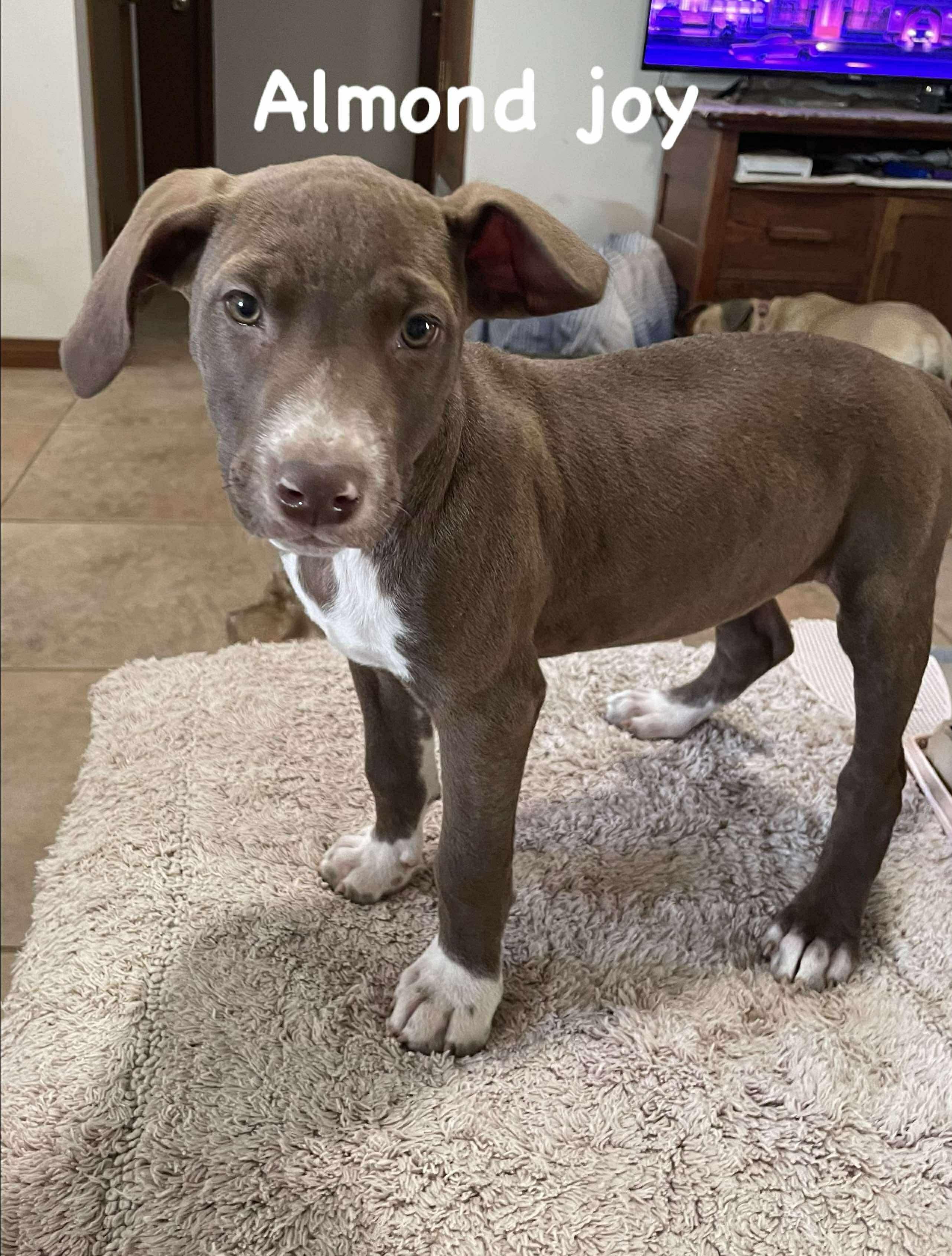 Dog for adoption - Almond Joy, a Chocolate Labrador Retriever ...