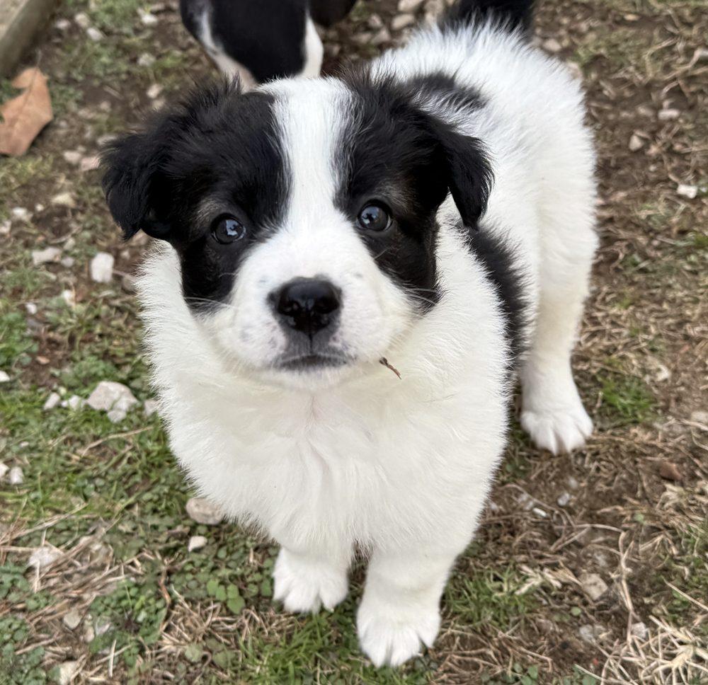 Evan - Adoptable Pet | Petfinder | Petfinder