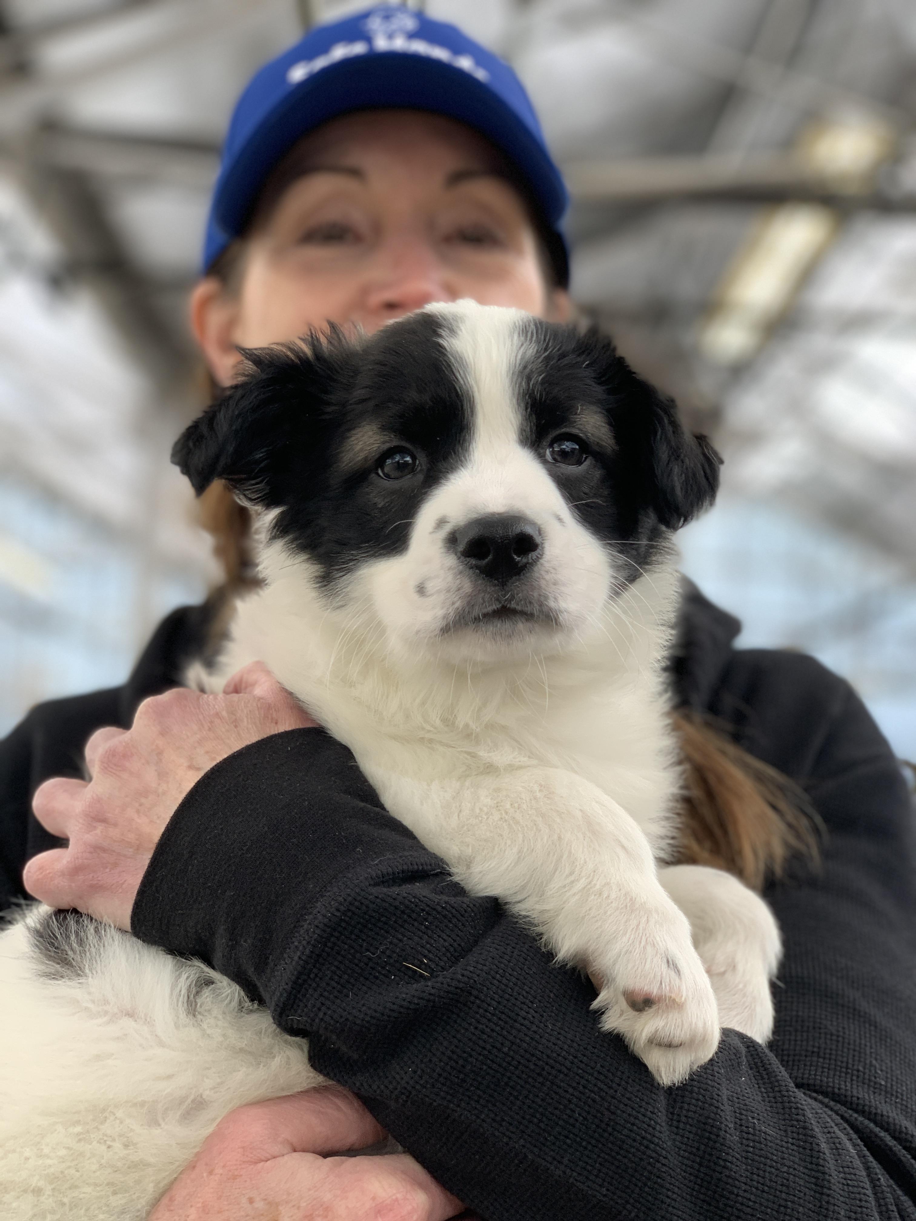 Evan - Adoptable Pet | Petfinder | Petfinder