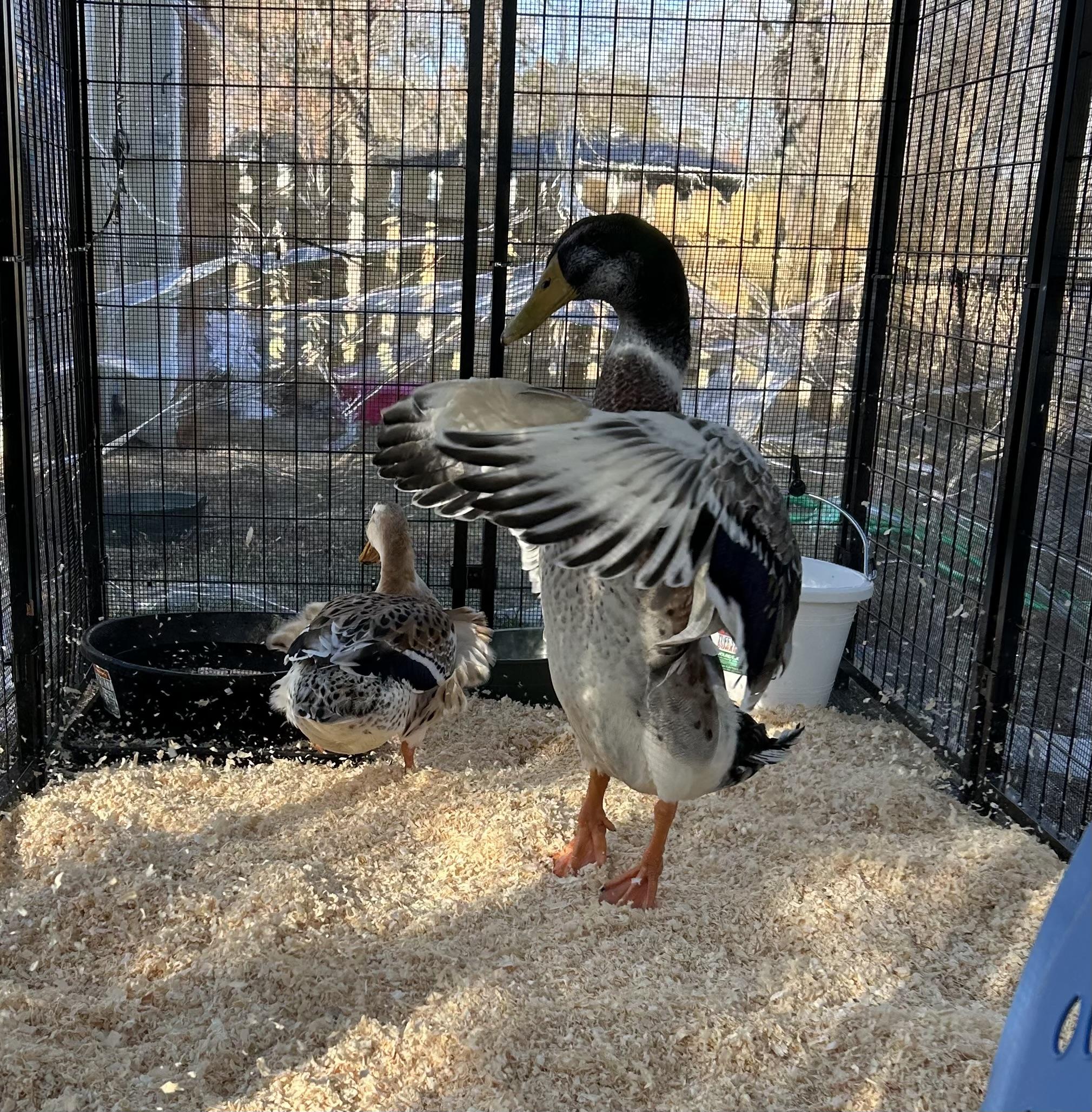 Duck for adoption - Phoebe and Joey, a Duck in New York, NY | Petfinder