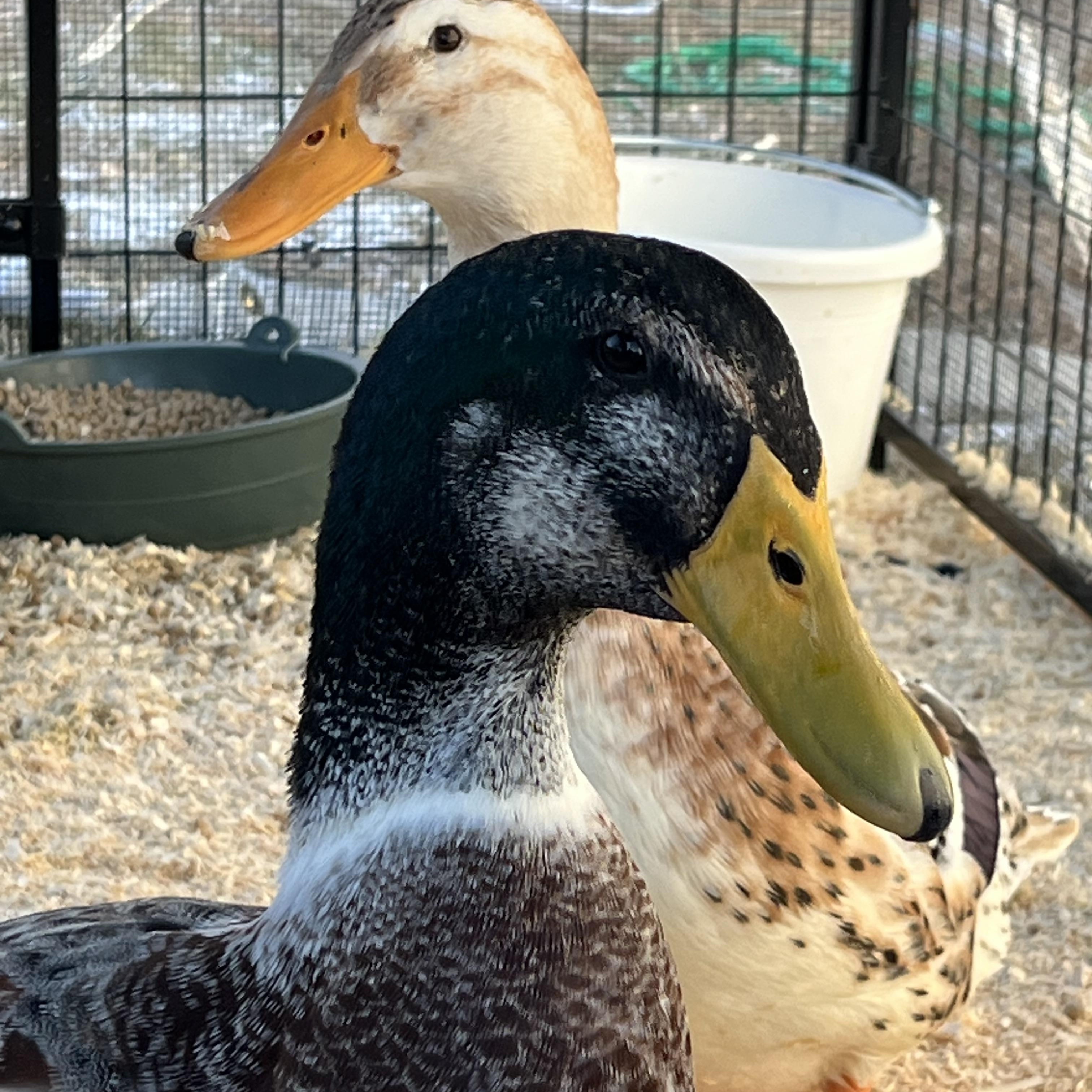 Duck for adoption - Phoebe and Joey, a Duck in New York, NY | Petfinder