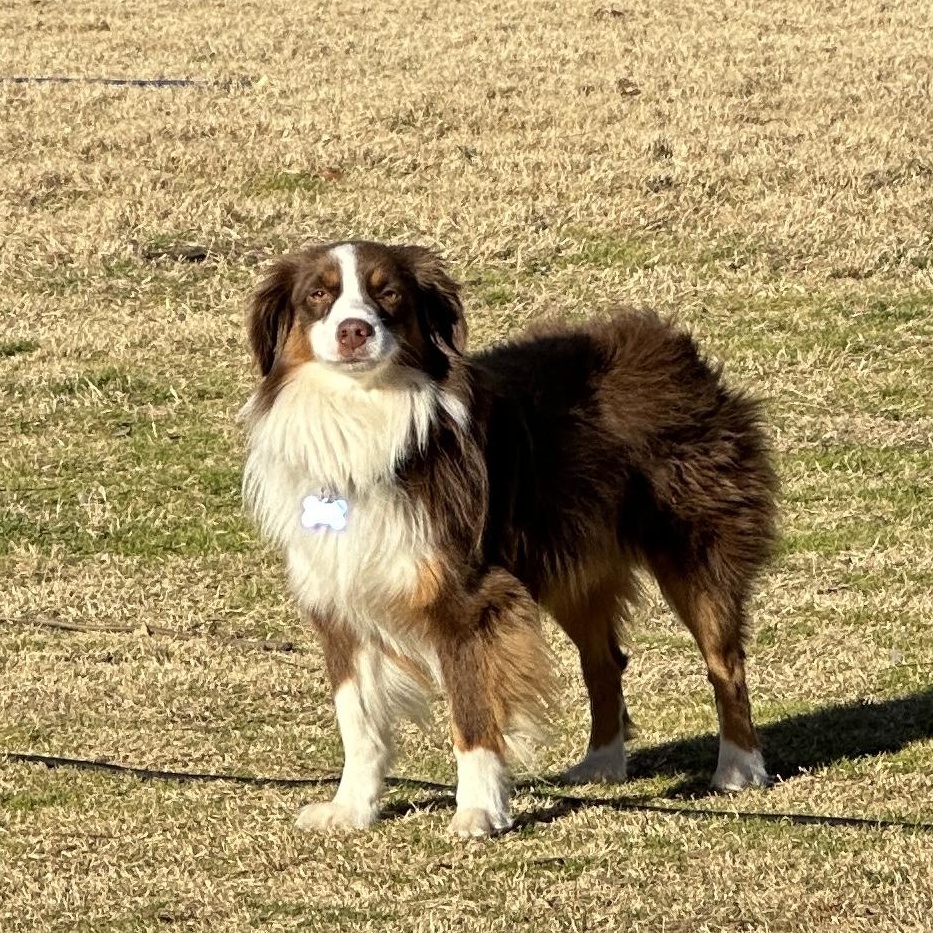 Dog for adoption - Dustin, an Australian Shepherd Mix in Denver, CO ...