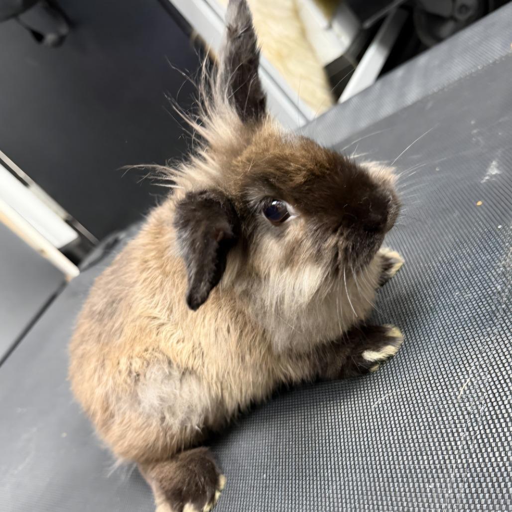 Rabbit for adoption - One, a Bunny Rabbit & Lionhead Mix in ...