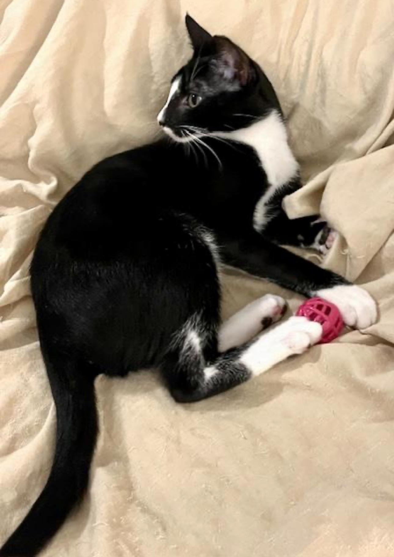 Cat for adoption - Jet - the cat with Swagger, a Tuxedo in Fitchburg ...
