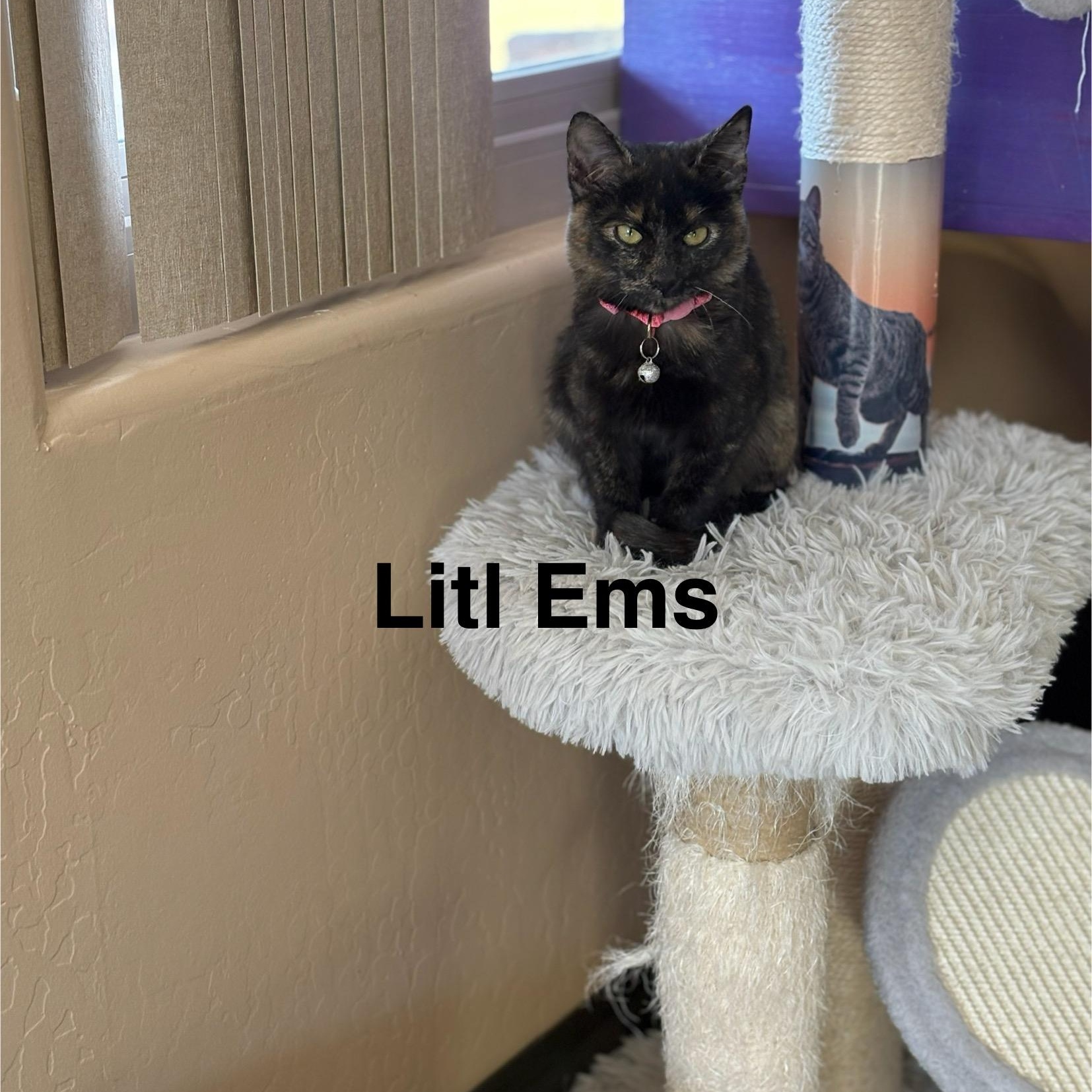 Cat for adoption - Lil Ems, a Tortoiseshell in Gilbert, AZ | Petfinder