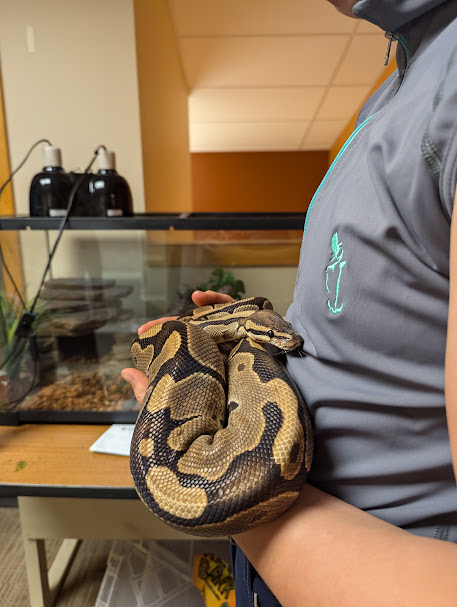 ADOPT - Whatcom Humane Society