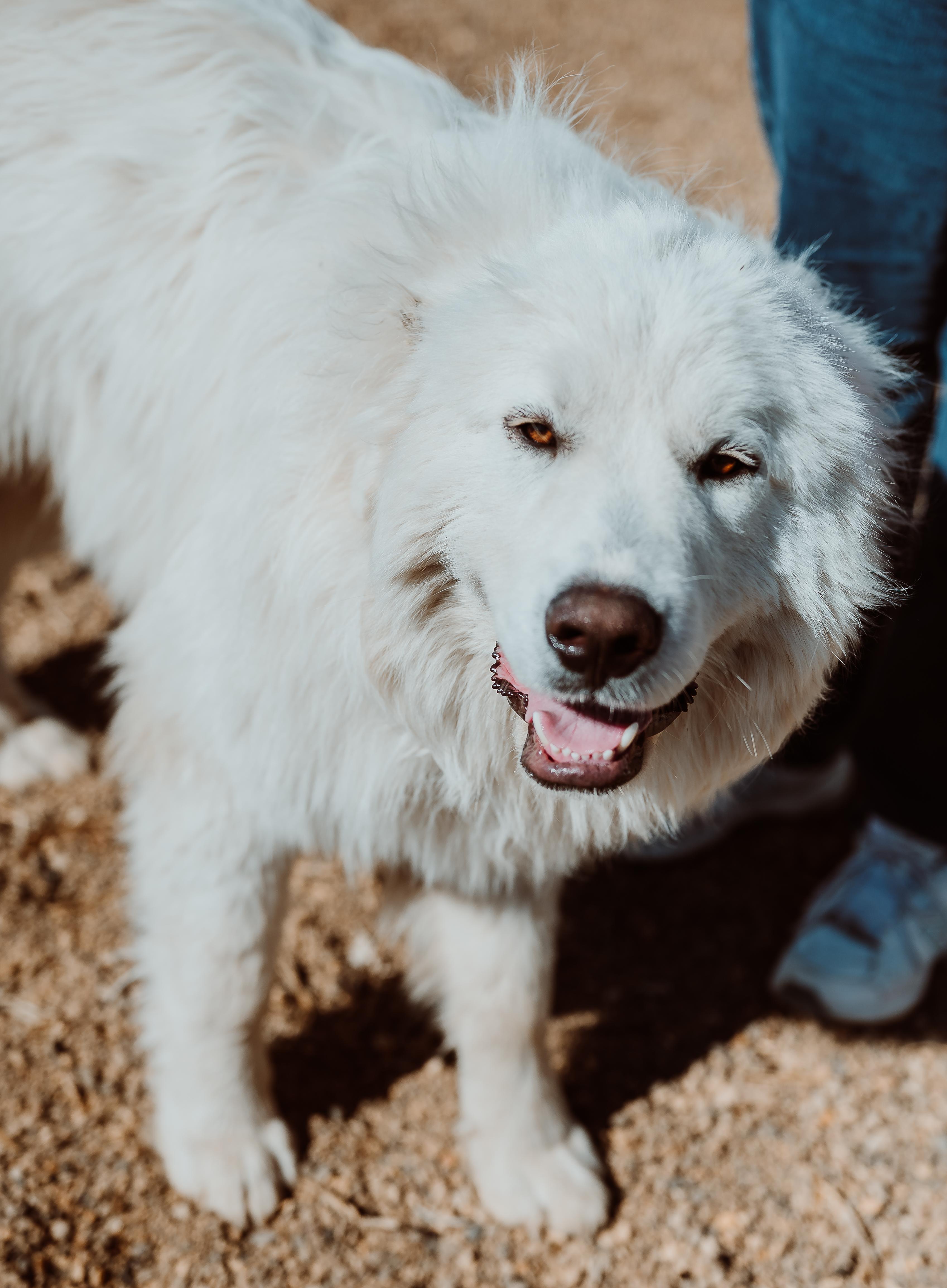 Marcell - Adoptable Pet | Petfinder | Petfinder