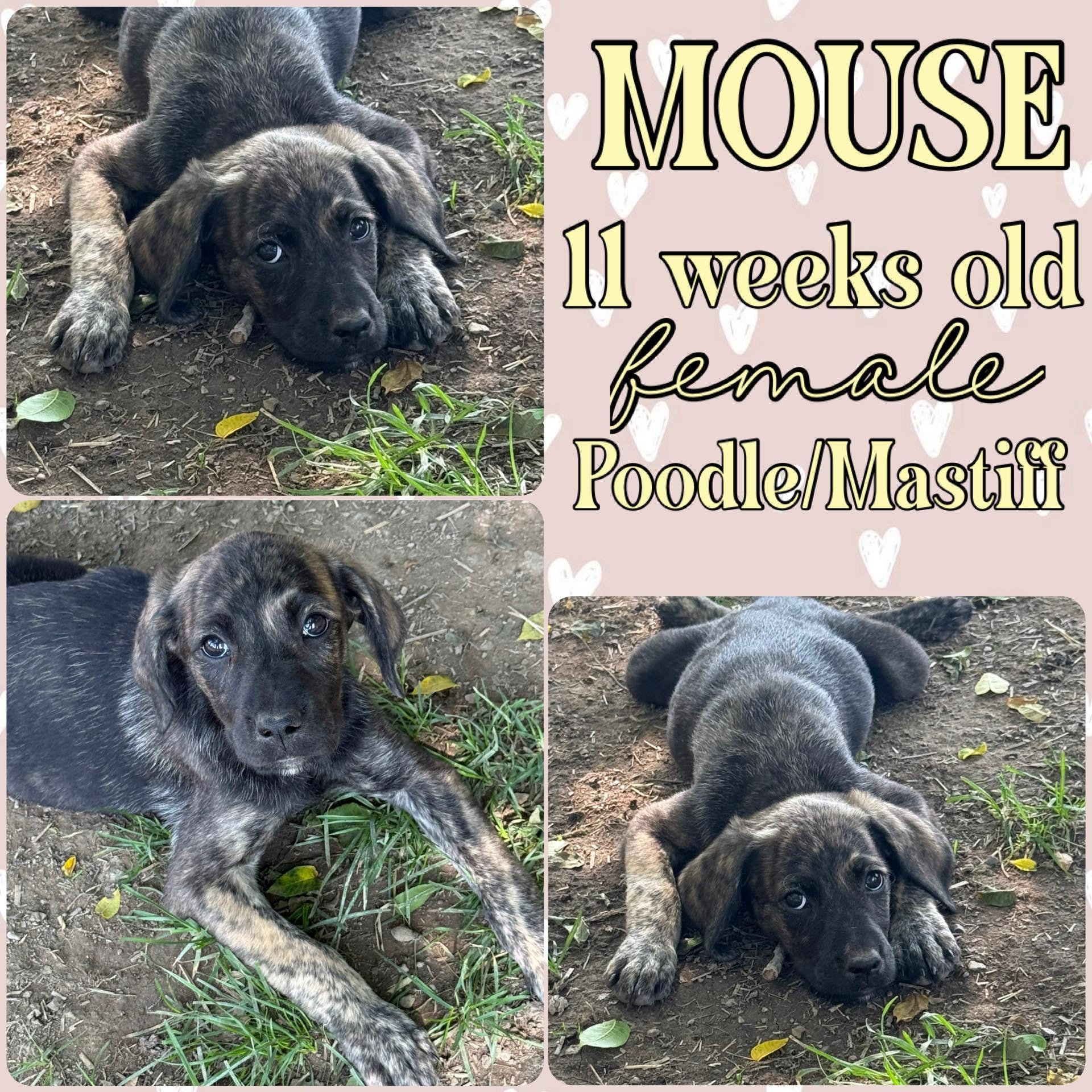 Dog for adoption - Mouse, a Mastiff & Standard Poodle Mix in Grantville ...