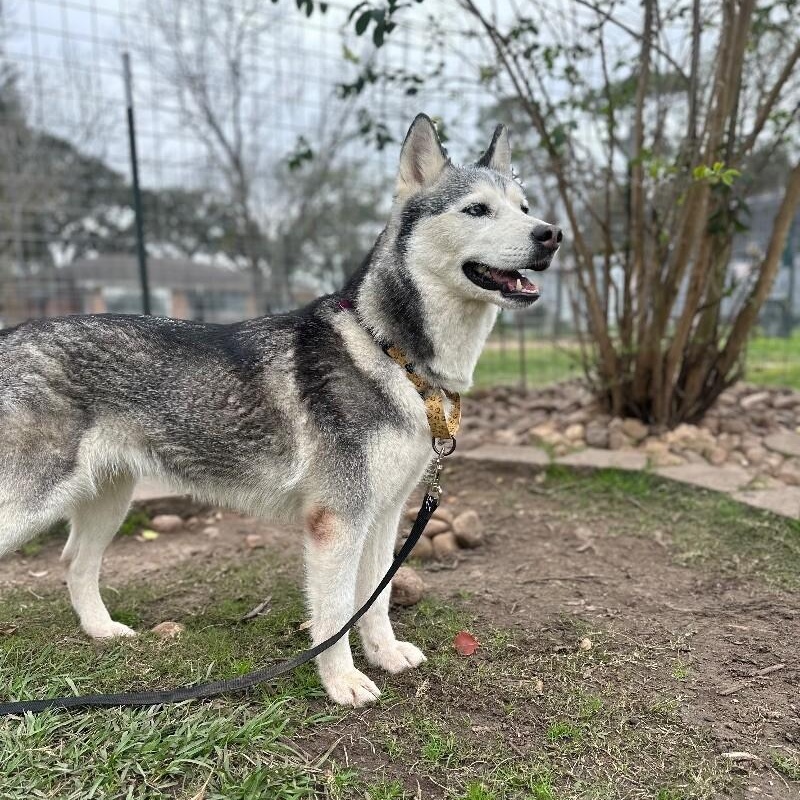 Dog for adoption - Lala Lovey Ark, a Husky & Siberian Husky Mix in ...