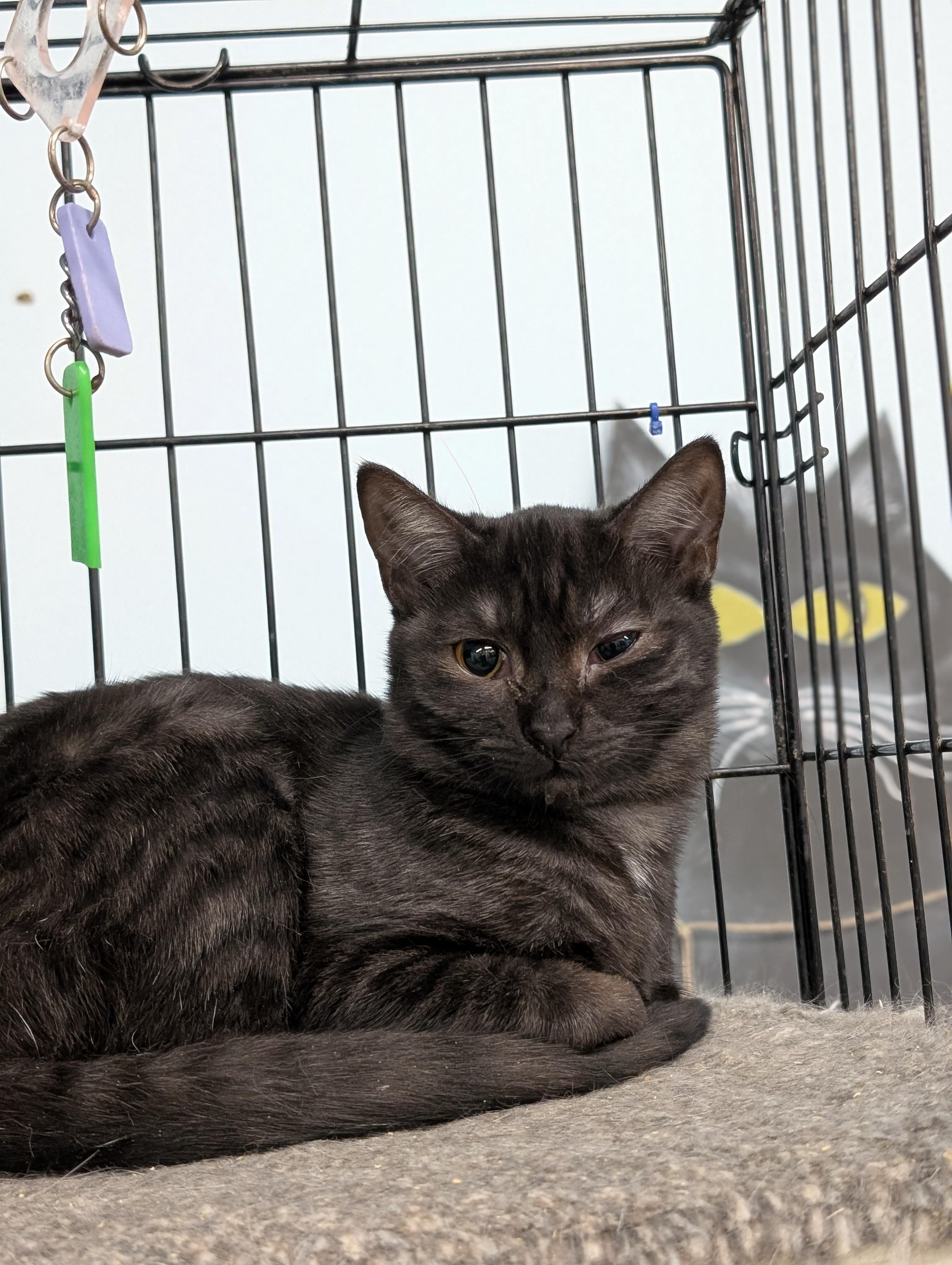 Cat for adoption - Cinder, a Domestic Short Hair in Tilton, IL | Petfinder