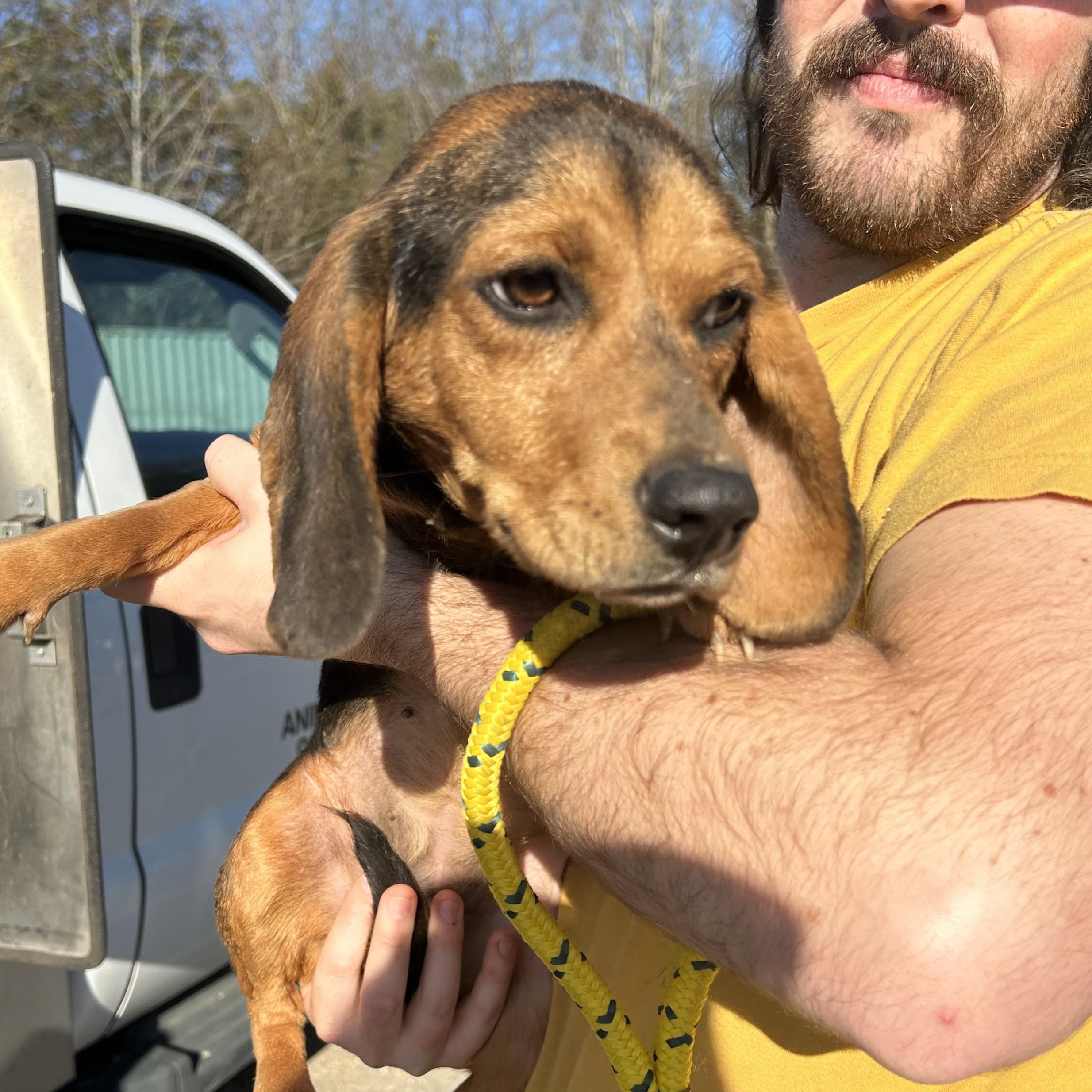 Dog for adoption - Haylee, a Beagle in Howell, NJ | Petfinder