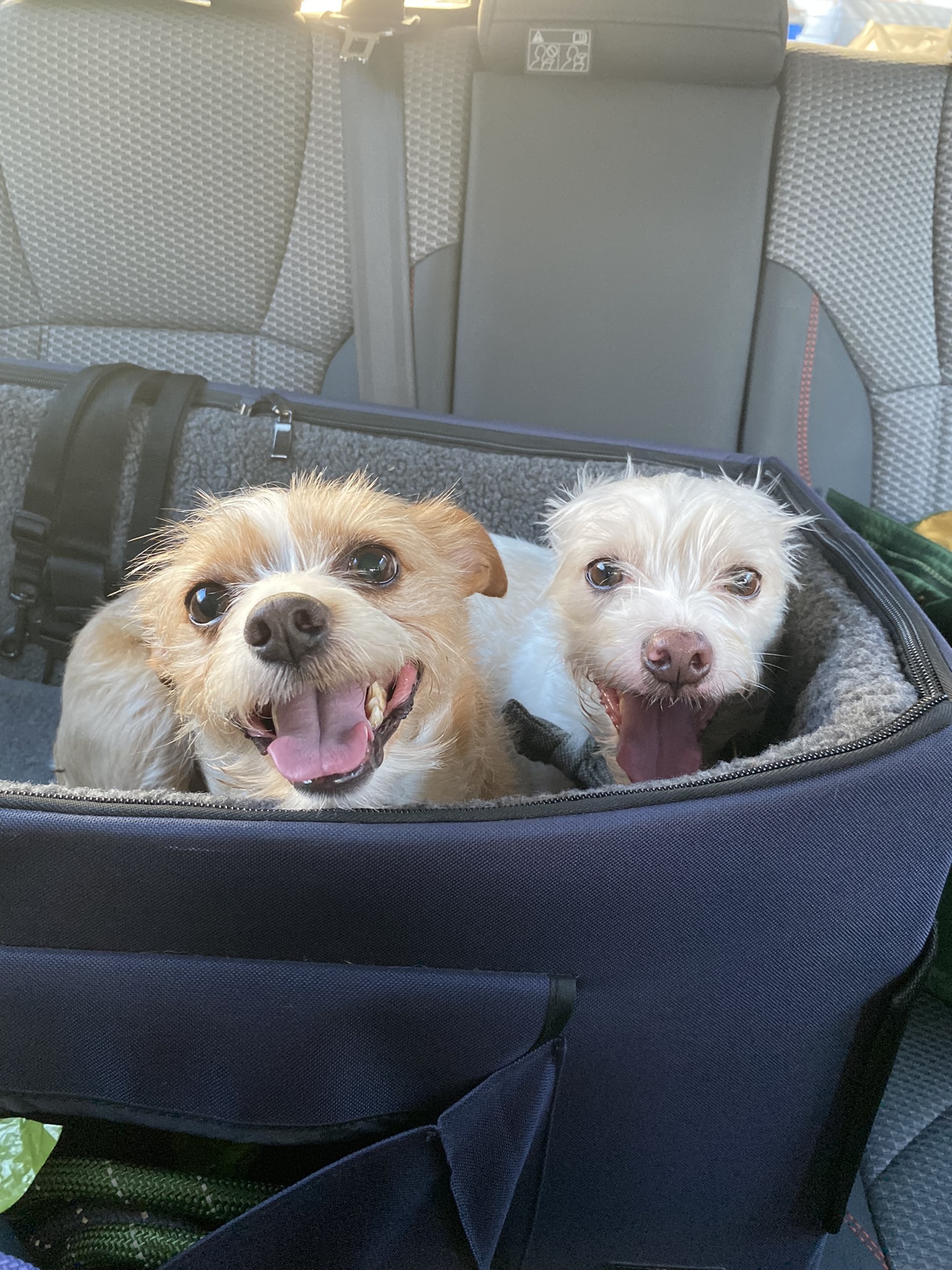 Dog for adoption - Bernie and Baxter, a Terrier Mix in Emeryville, CA ...