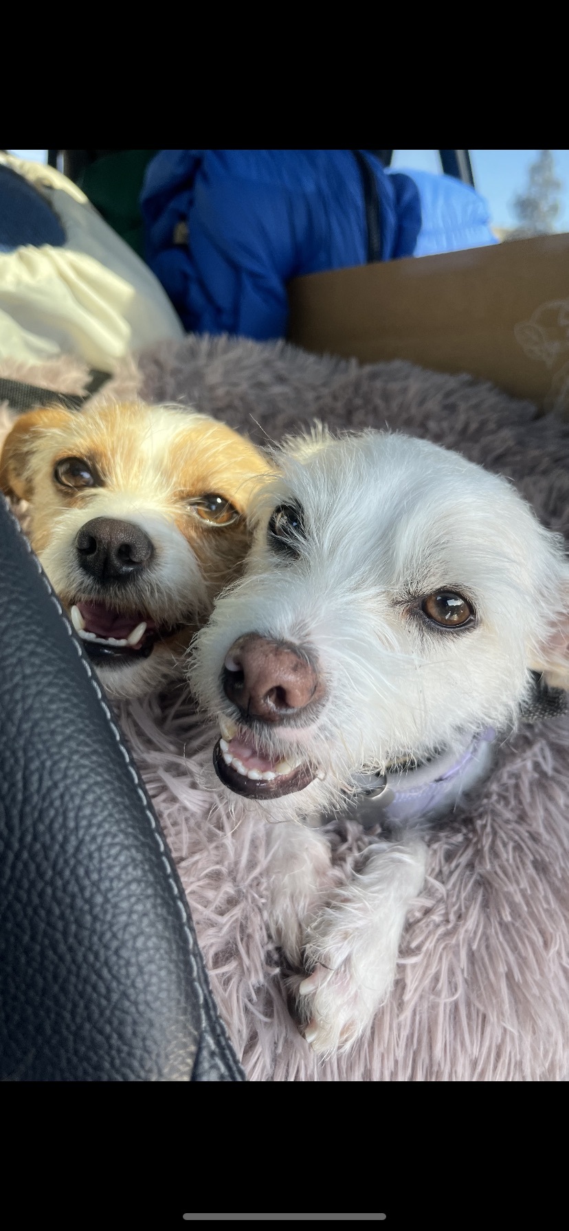 Dog for adoption - Bernie and Baxter, a Terrier Mix in Emeryville, CA ...