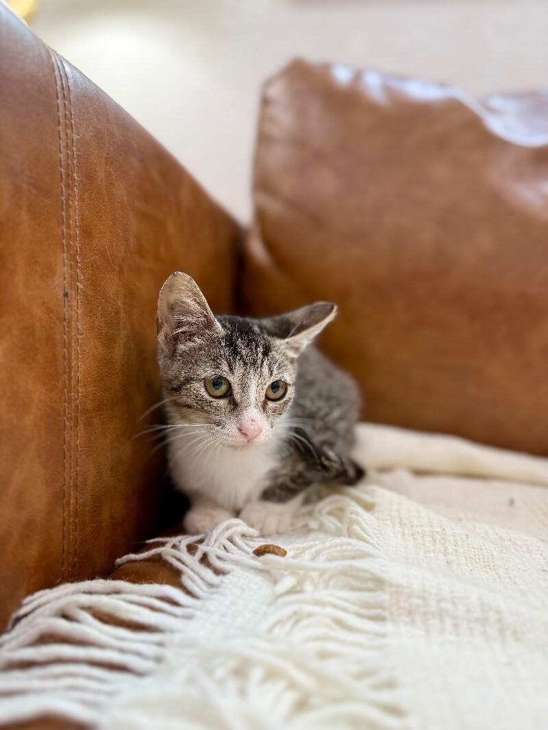 Cat for adoption - Katniss Hunger Games, a Domestic Short Hair Mix in ...