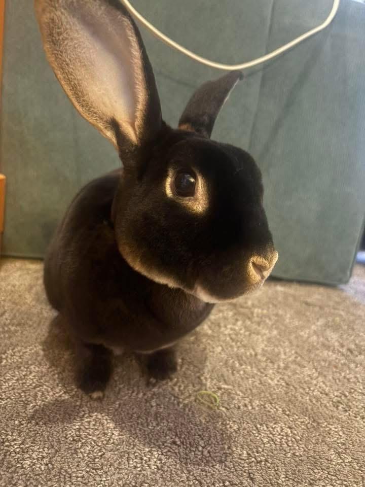 Rabbit for adoption - Dino Nugget and Chicken Nugget, a Rex in St ...