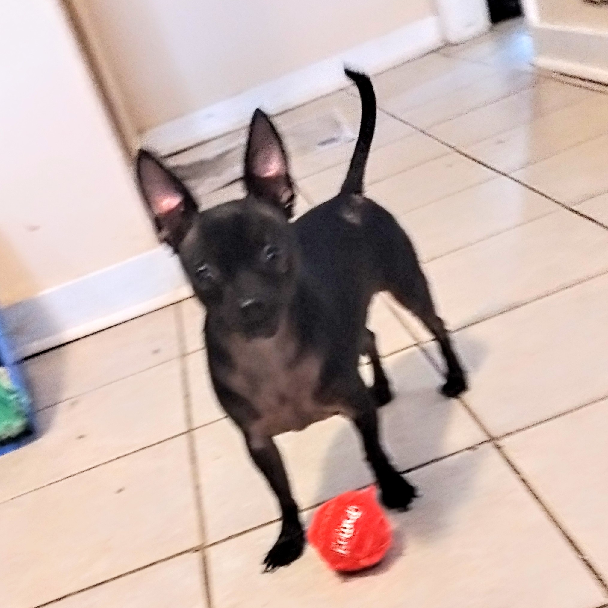 Dog for adoption - Chipotle, a Chihuahua Mix in Minneapolis, MN | Petfinder