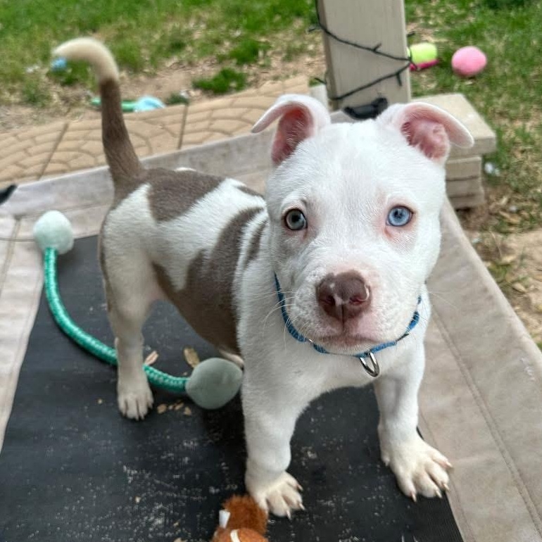 Dog for adoption - Boone, a Terrier Mix in Boise, ID | Petfinder