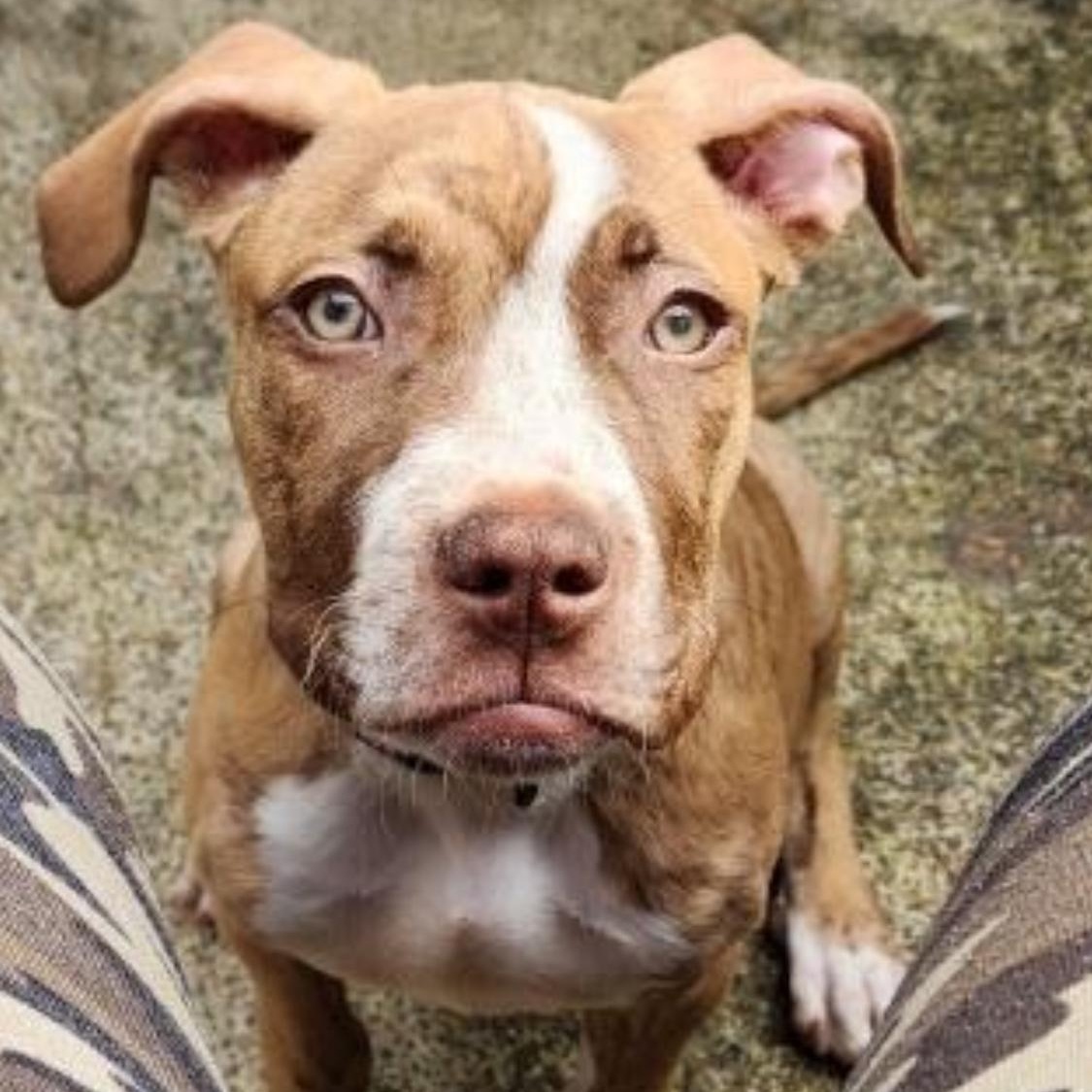 Dog for adoption - Melo, a Mixed Breed in Houston, TX | Petfinder