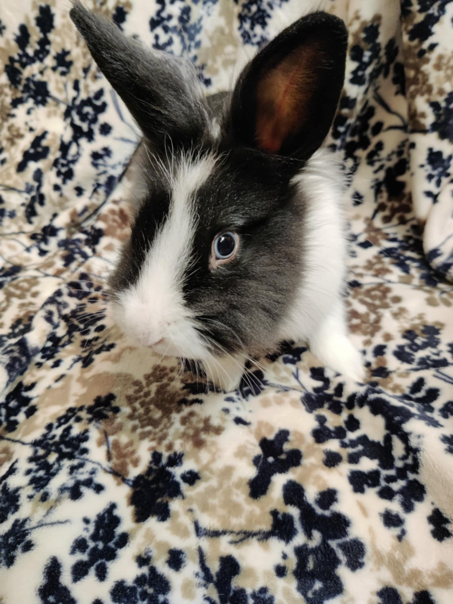 Rabbit for adoption - June-Bug, a Lionhead & Dutch Mix in Windsor, ON ...