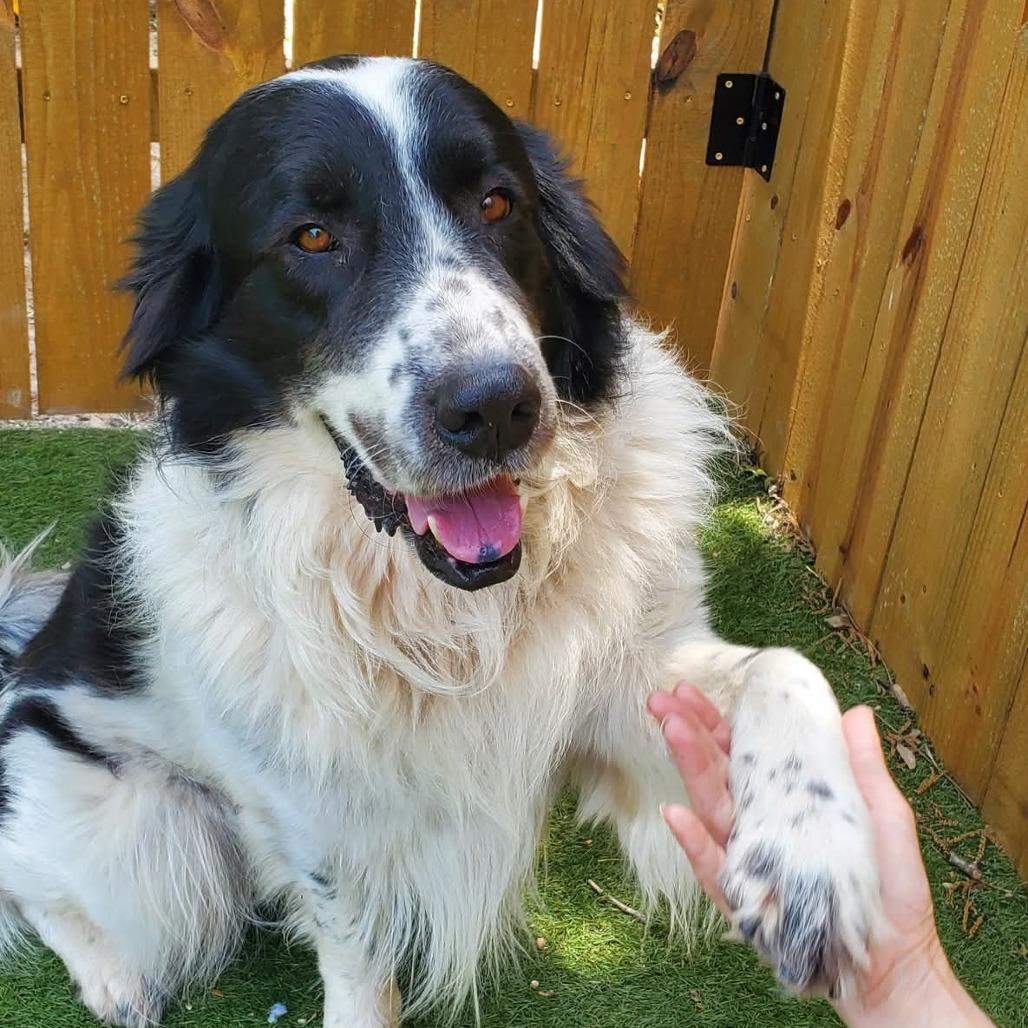 Dog for adoption - Kodiak JuM, a Great Pyrenees & English Springer ...
