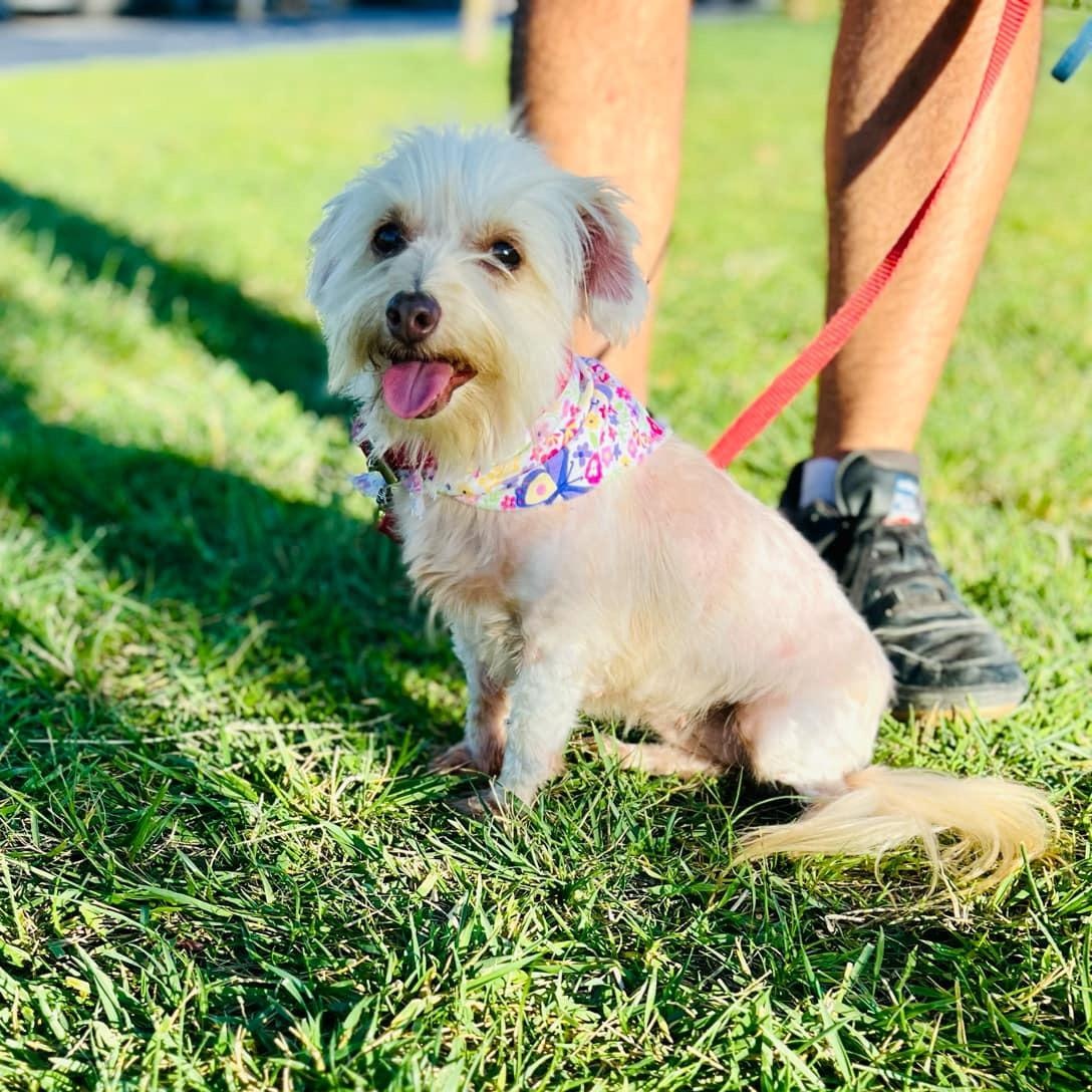 Dog for adoption - Lilycake, a Terrier in Rancho Santa Fe, CA | Petfinder