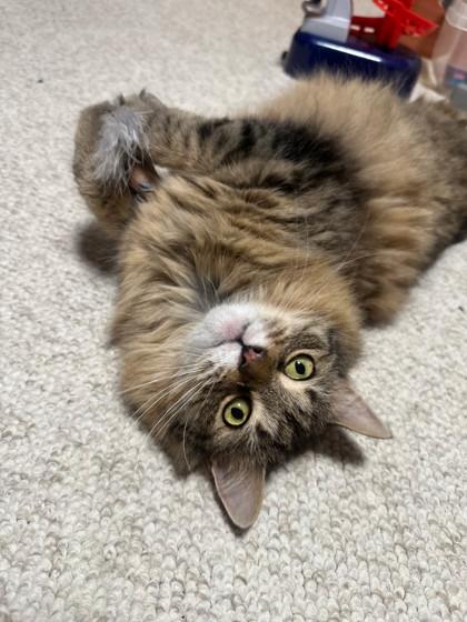 Cat for adoption - Squid Murphy, a Domestic Long Hair in Annapolis, MD ...