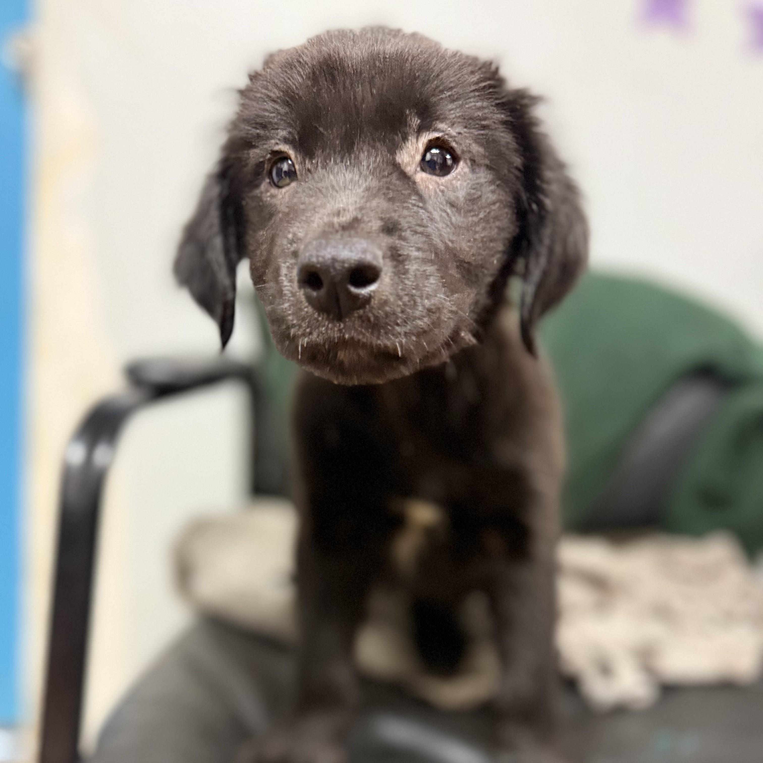 Dog for adoption - Naan, a Retriever Mix in Pound, VA | Petfinder
