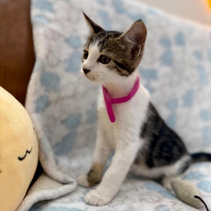 Cat for adoption - Anya Slayer, a Domestic Short Hair Mix in Hartford ...