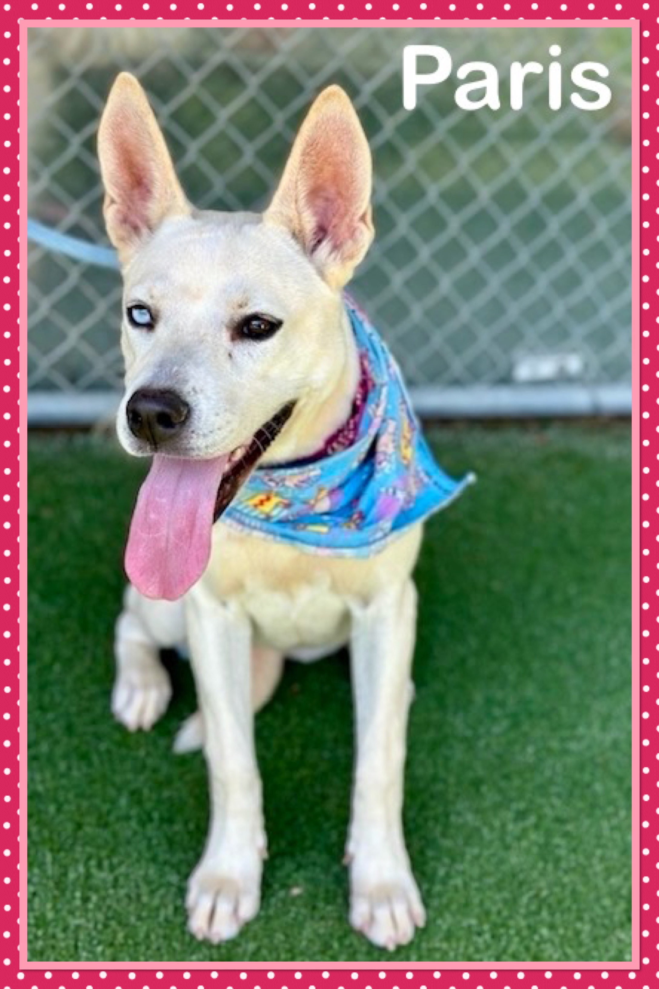 Dog for adoption - PARIS, a Carolina Dog & Shepherd Mix in Marietta, GA ...