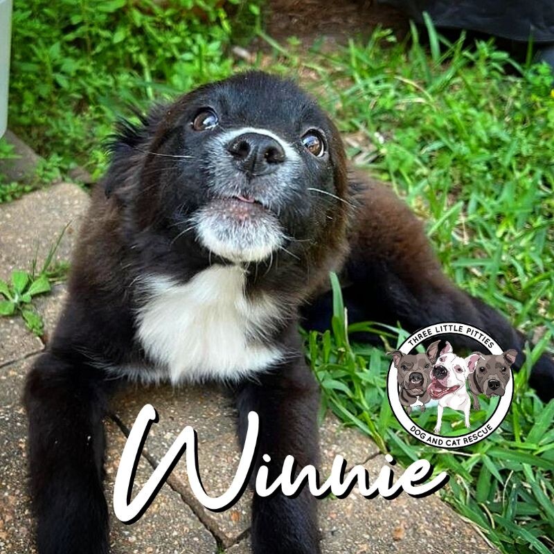 Dog for adoption - Winnie Garcia, a Border Collie & Labrador Retriever ...