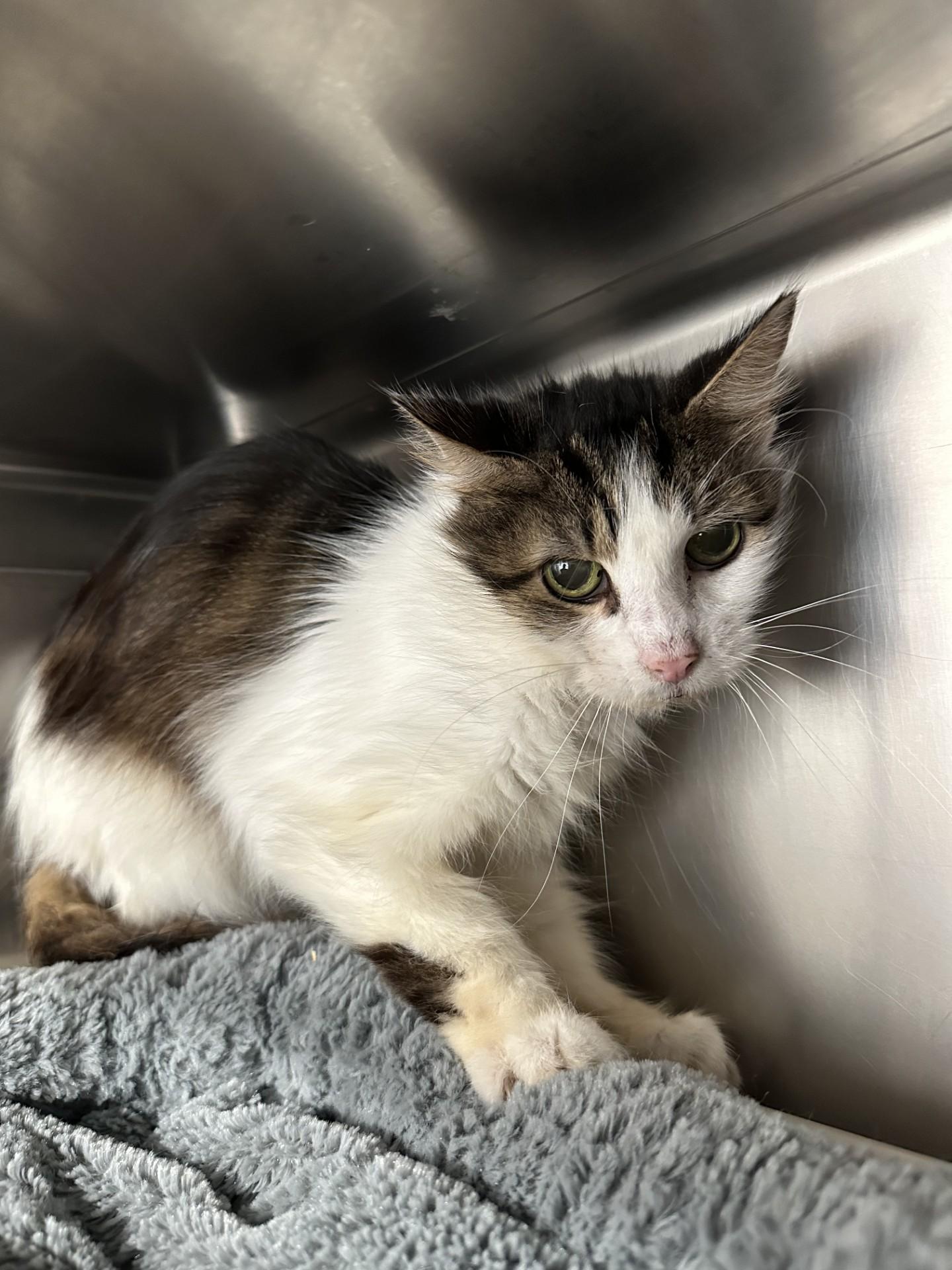 Cat for adoption - Cece, a Domestic Medium Hair in Bonner Springs, KS ...