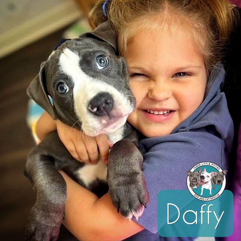 Dog for adoption - Daffy Dee, a Pit Bull Terrier & American ...
