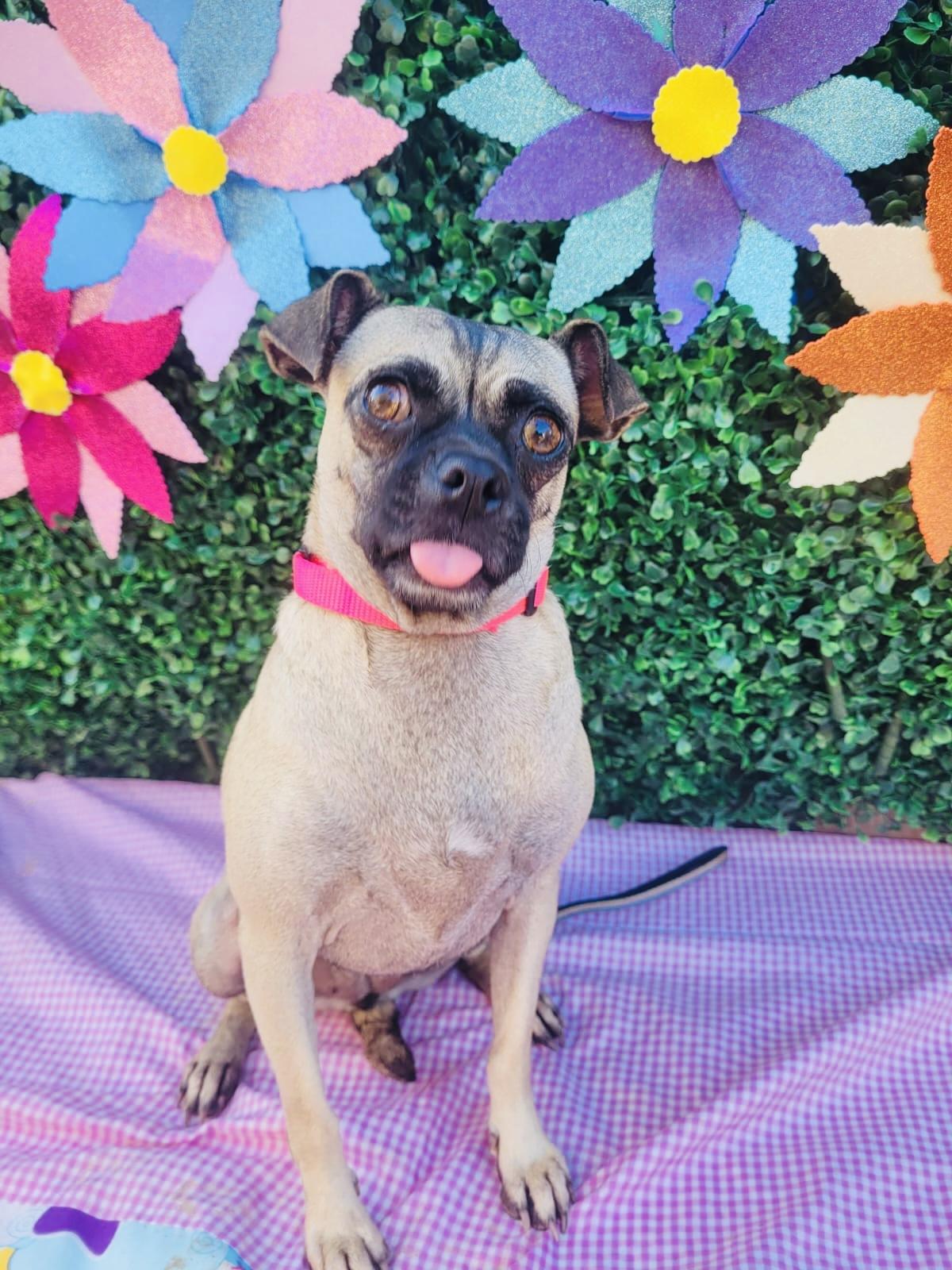 Dog for adoption - Chloe, a Pug & Chihuahua Mix in Raleigh, NC | Petfinder